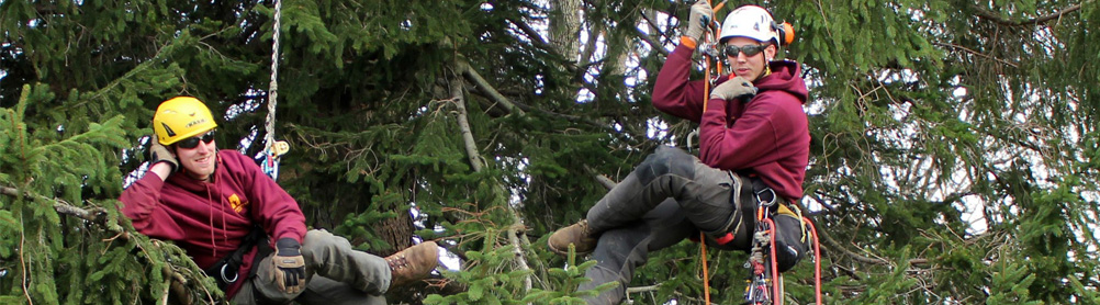 Our Team of Certified Arborists & Tree Care Pros | Independent Tree ...