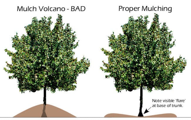 How to Properly Apply Mulch Around Your Trees - Independent Tree