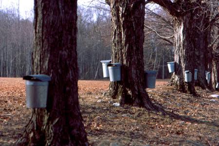 How Northeast Ohio Maple Trees Make Maple Syrup
