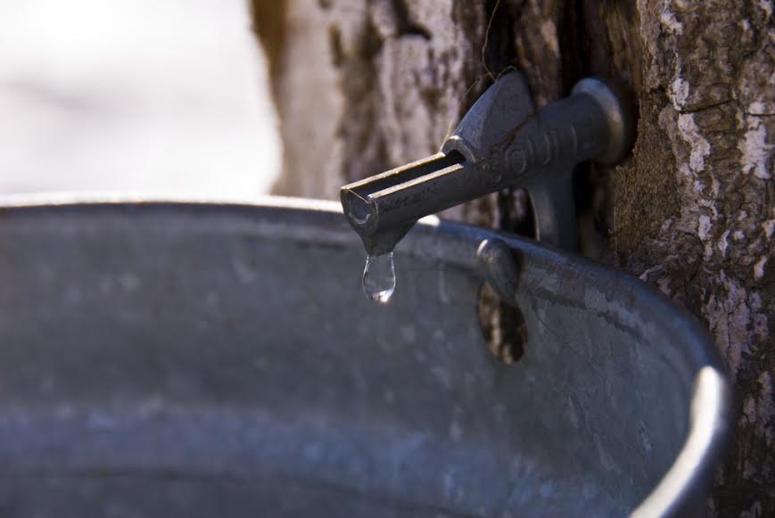 How Northeast Ohio Maple Trees Make Maple Syrup