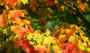 5 Best Northeast Ohio Trees For Fall Color - Independent Tree