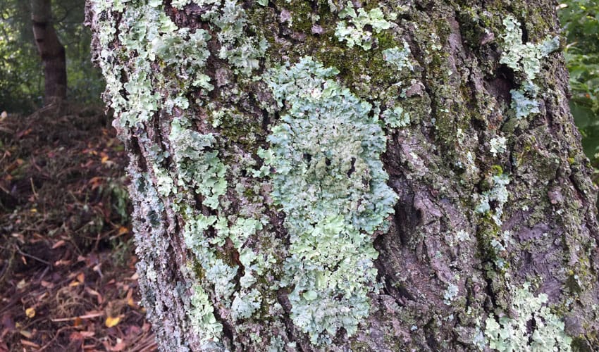 blog-lichen-trunk | Independent Tree blog-lichen-trunk | Independent Tree