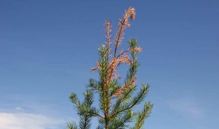 White Pine Weevil in Northeast Ohio: Identification and Control ...