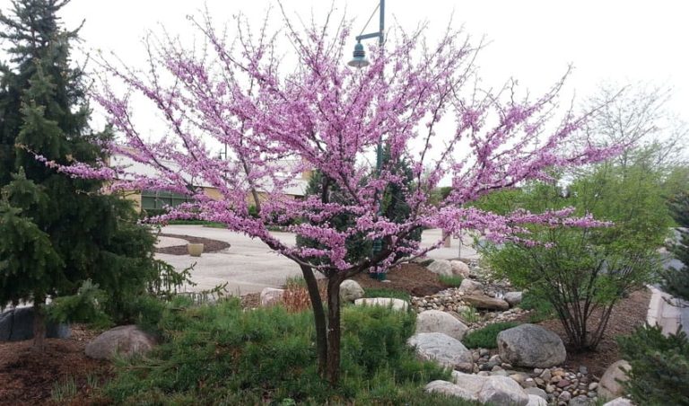 Best Trees for Small Spaces in Northeast Ohio - Independent Tree