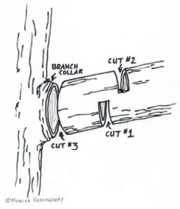 Avoid These Pruning Mistakes That Can Kill Your Trees - Independent Tree