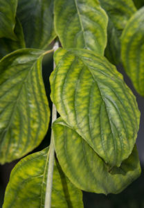 Chlorosis in Trees & Shrubs: Symptoms, Causes & Treatment - Independent ...