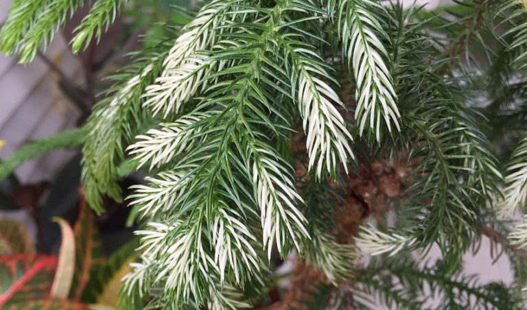 Chlorosis in Trees & Shrubs: Symptoms, Causes & Treatment - Independent ...