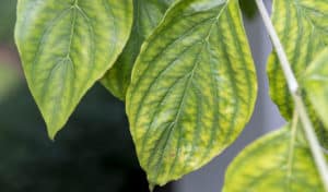 Chlorosis in Trees & Shrubs: Symptoms, Causes & Treatment - Independent ...