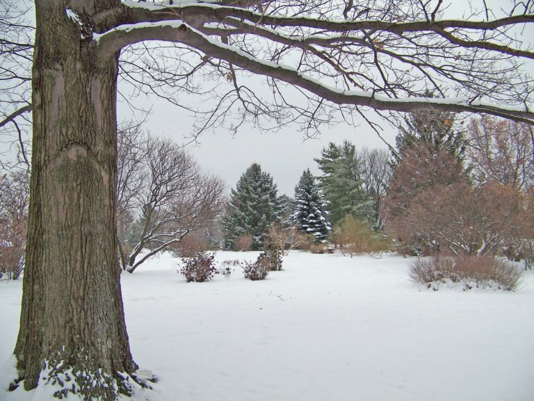 How to Bring Color and Life to your Northeast Ohio Winter Landscape ...