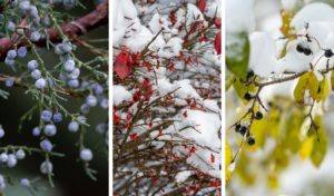 How to Bring Color and Life to your Northeast Ohio Winter Landscape ...
