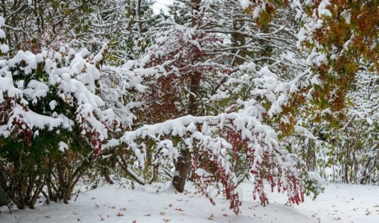 How to Bring Color and Life to your Northeast Ohio Winter Landscape ...