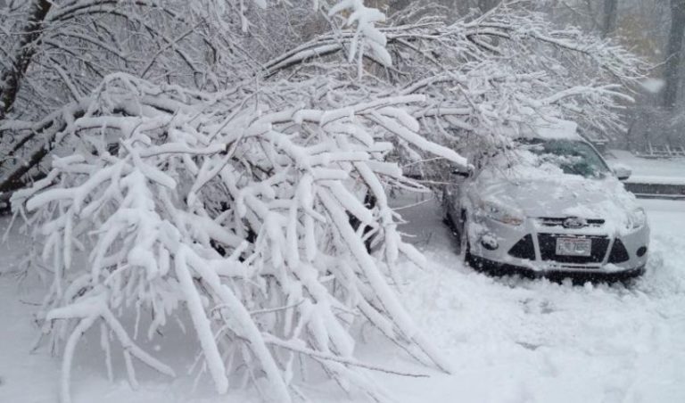 Can Bent-Over Trees Recover from Ice & Snow Loads? - Independent Tree