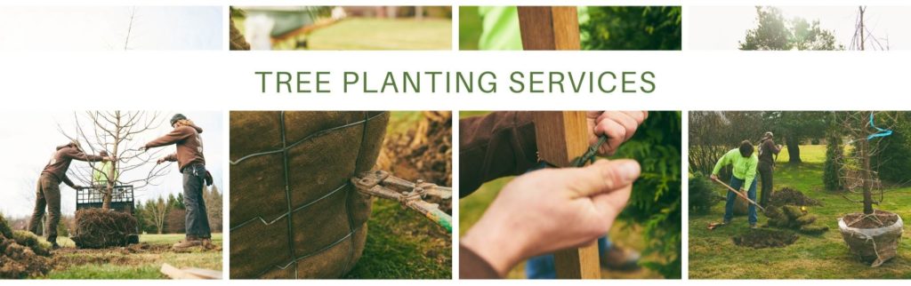 Tree & Shrub Planting / Transplanting Service in Northeast Ohio ...