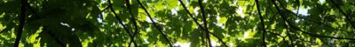 Independent Tree | Northeast Ohio Tree Care Services Since 1995