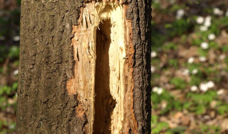 Should You Fill Holes or Cavities in a Tree? - Independent Tree