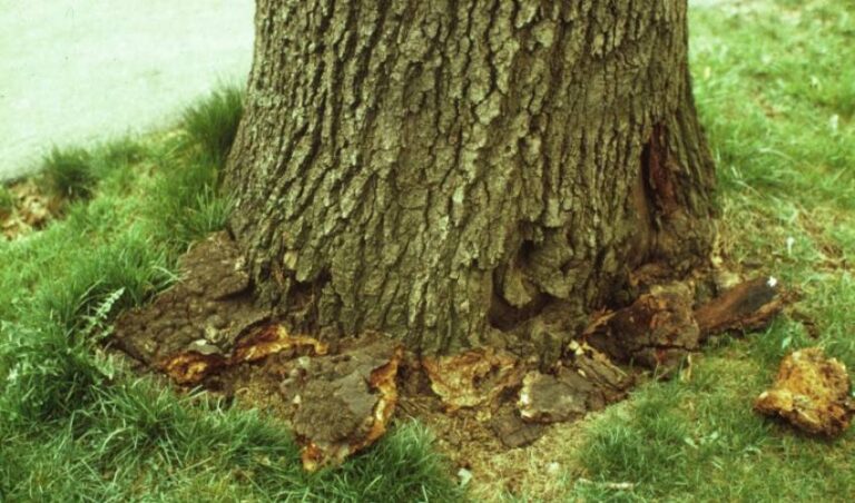 Is Your Leaning Tree Dangerous, and Can It Be Fixed in Northeast Ohio?