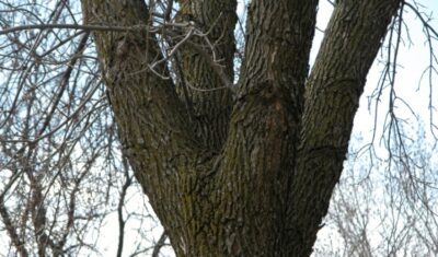 12 Tree Trunk Problems: How to Identify and Fix These Common NE Ohio ...