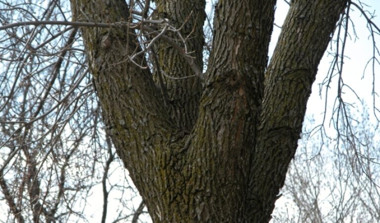 12 Tree Trunk Problems: How to Identify and Fix These Common NE Ohio ...
