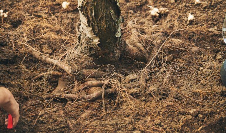 12 Tree Trunk Problems: How to Identify and Fix These Common NE Ohio ...