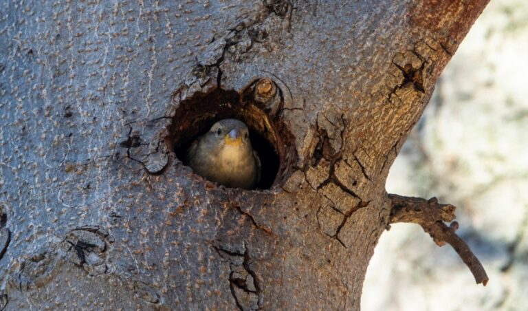 12 Tree Trunk Problems: How to Identify and Fix These Common NE Ohio ...