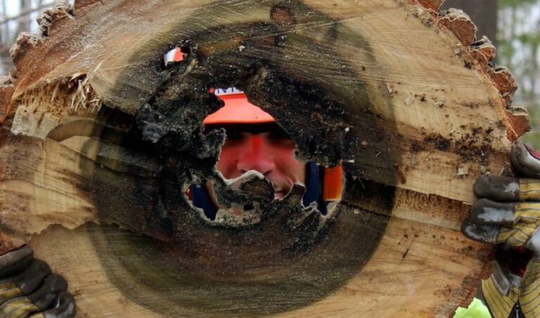 12 Tree Trunk Problems: How to Identify and Fix These Common NE Ohio ...