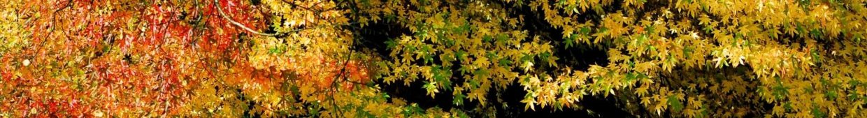 Independent Tree | Northeast Ohio Tree Care Services Since 1995