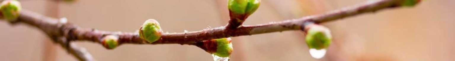 Independent Tree | Northeast Ohio Tree Care Services Since 1995