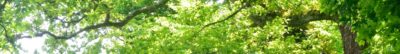 Independent Tree | Northeast Ohio Tree Care Services Since 1995