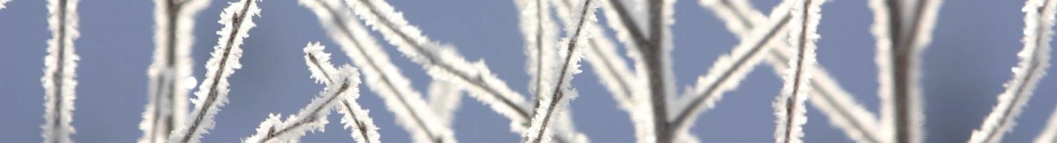 Independent Tree | Northeast Ohio Tree Care Services Since 1995