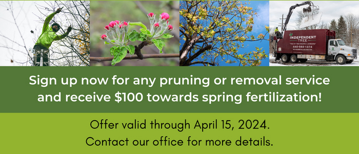 Independent Tree | Northeast Ohio Tree Care Services Since 1995