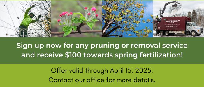 5 Best Northeast Ohio Trees For Fall Color - Independent Tree